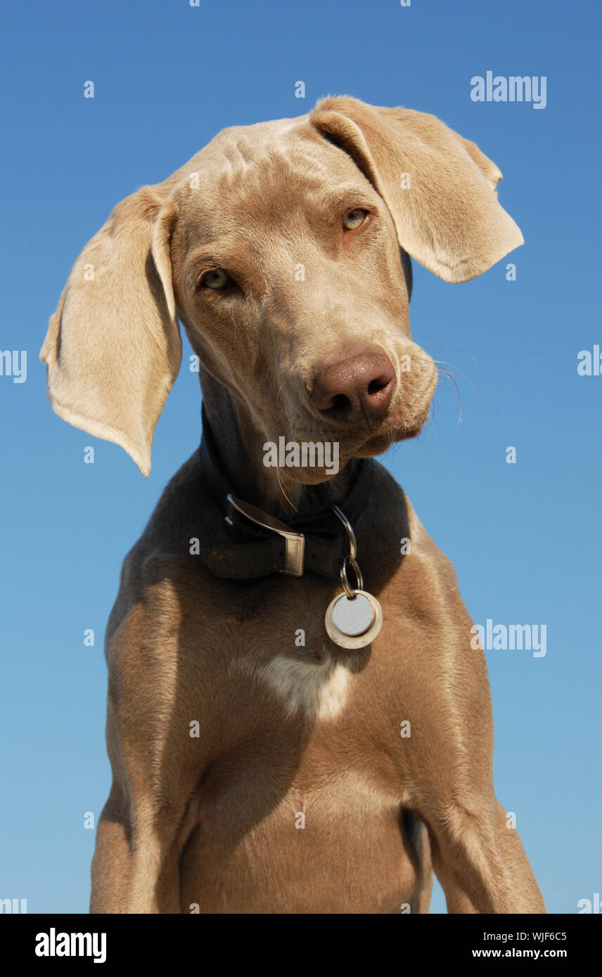 puppy purebred weimaraner in a blue sky Stock Photo - Alamy