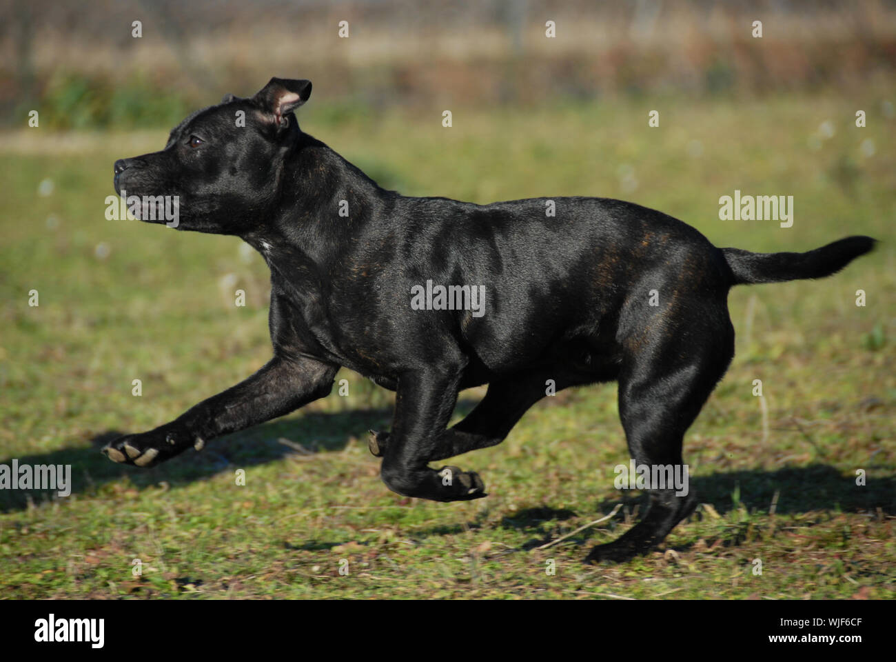 young female purebred staffordshire bull terrier running in a field ...