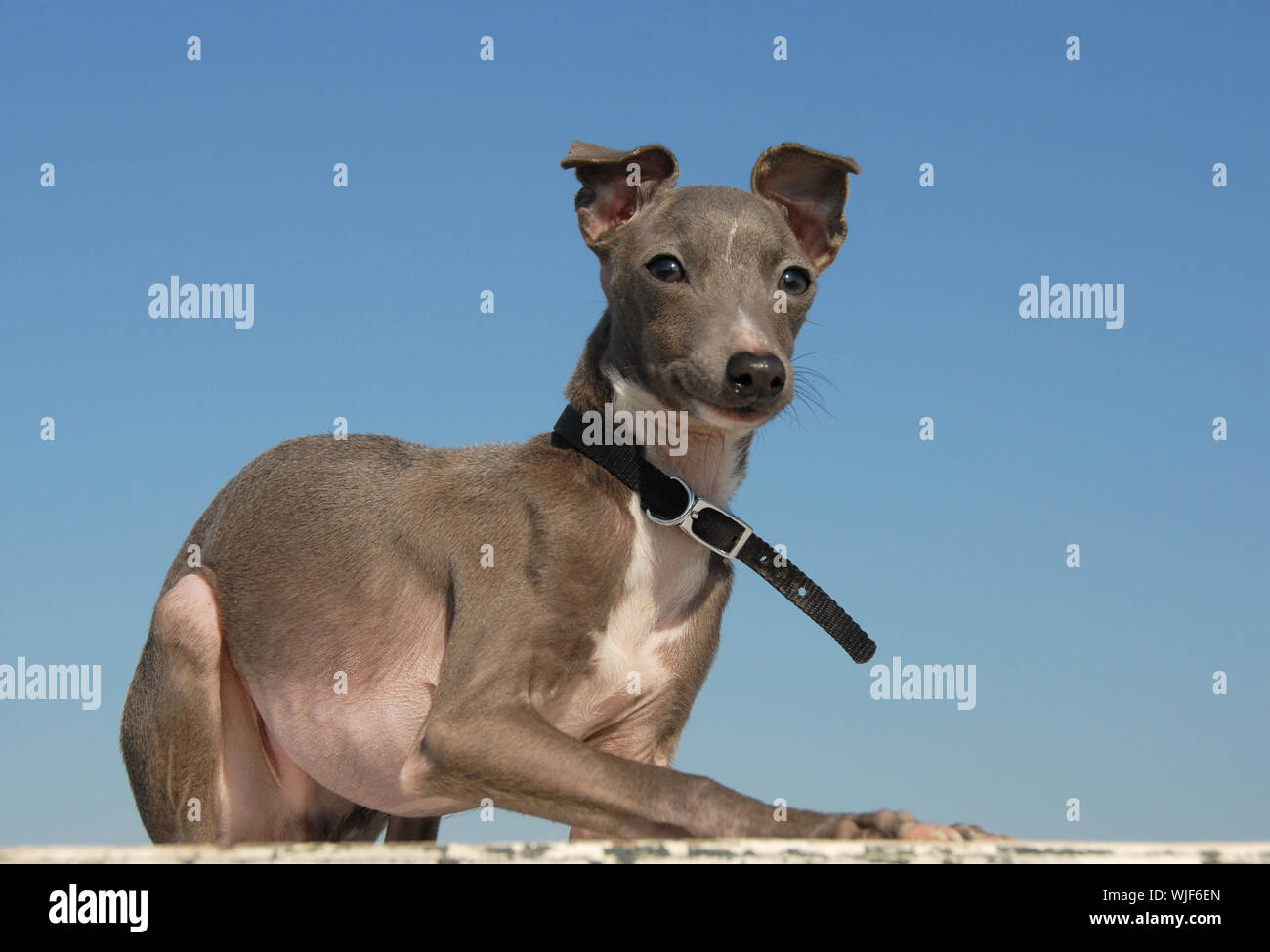 portrait of a grey puppy purebred italian greyhound Stock Photo - Alamy
