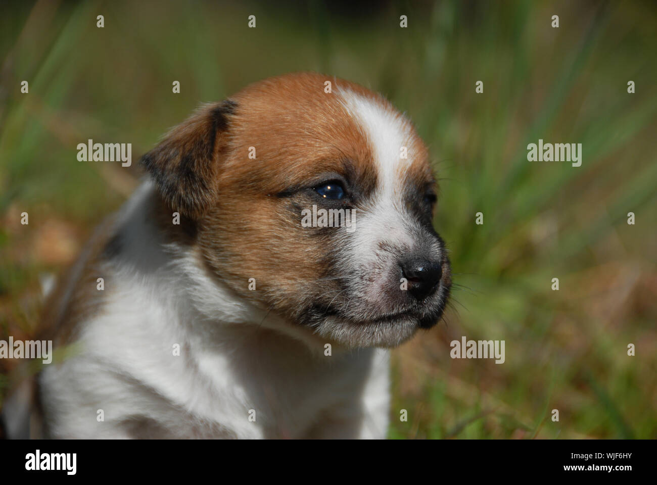 very young puppy purebred jack russel terrier Stock Photo - Alamy