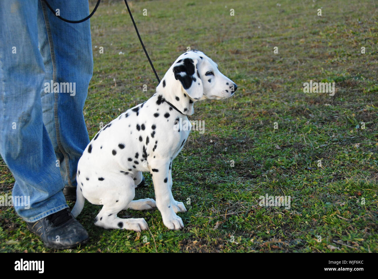 young puppy purebred dalmatian sitting near the foot Stock Photo - Alamy