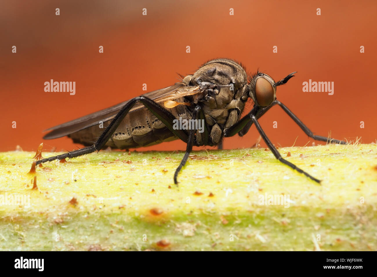 Daggerfly High Resolution Stock Photography and Images - Alamy