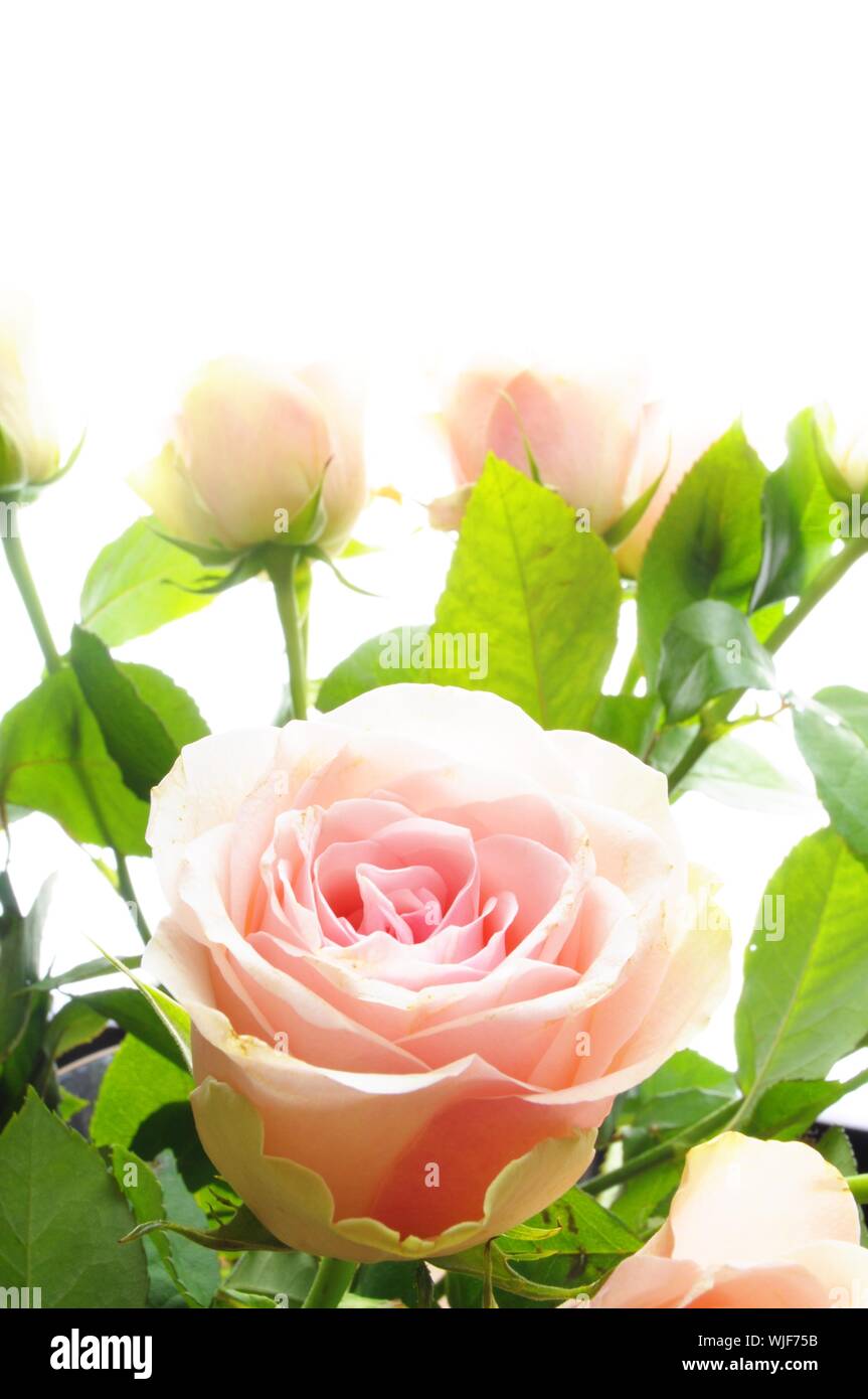 rose flower showing amor love or anniversary concept Stock Photo - Alamy