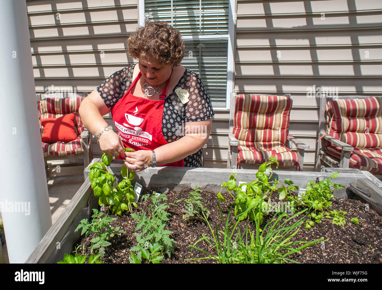 Rachel Kaufman Schatzpicks basil from the garden as the group of senior ...