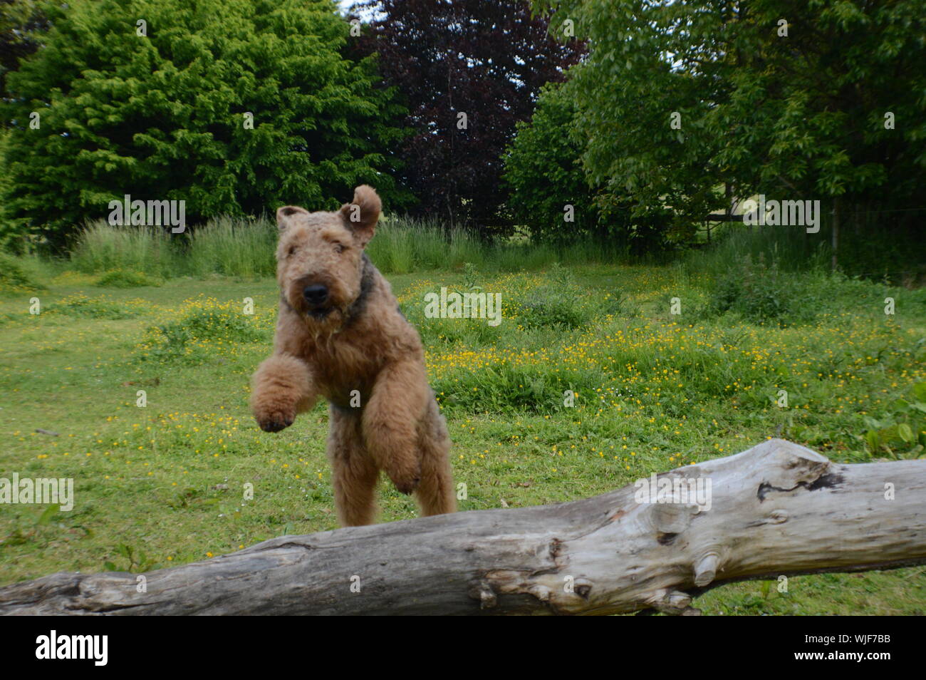 Jumping fox terrier hi-res stock photography and images - Alamy