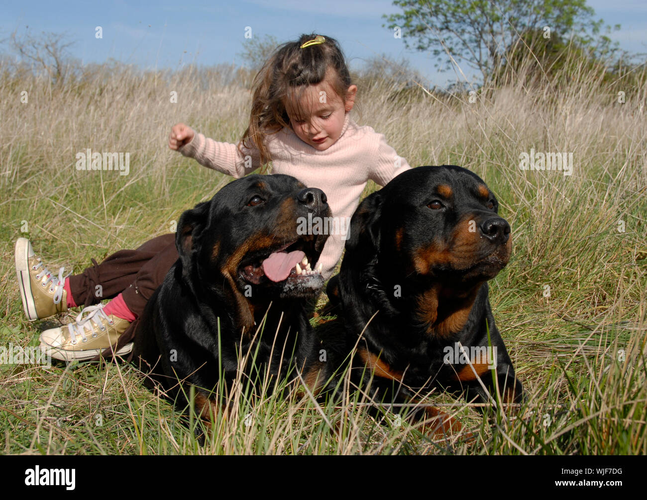 Girl dog rottweiler hi-res stock photography and images - Alamy