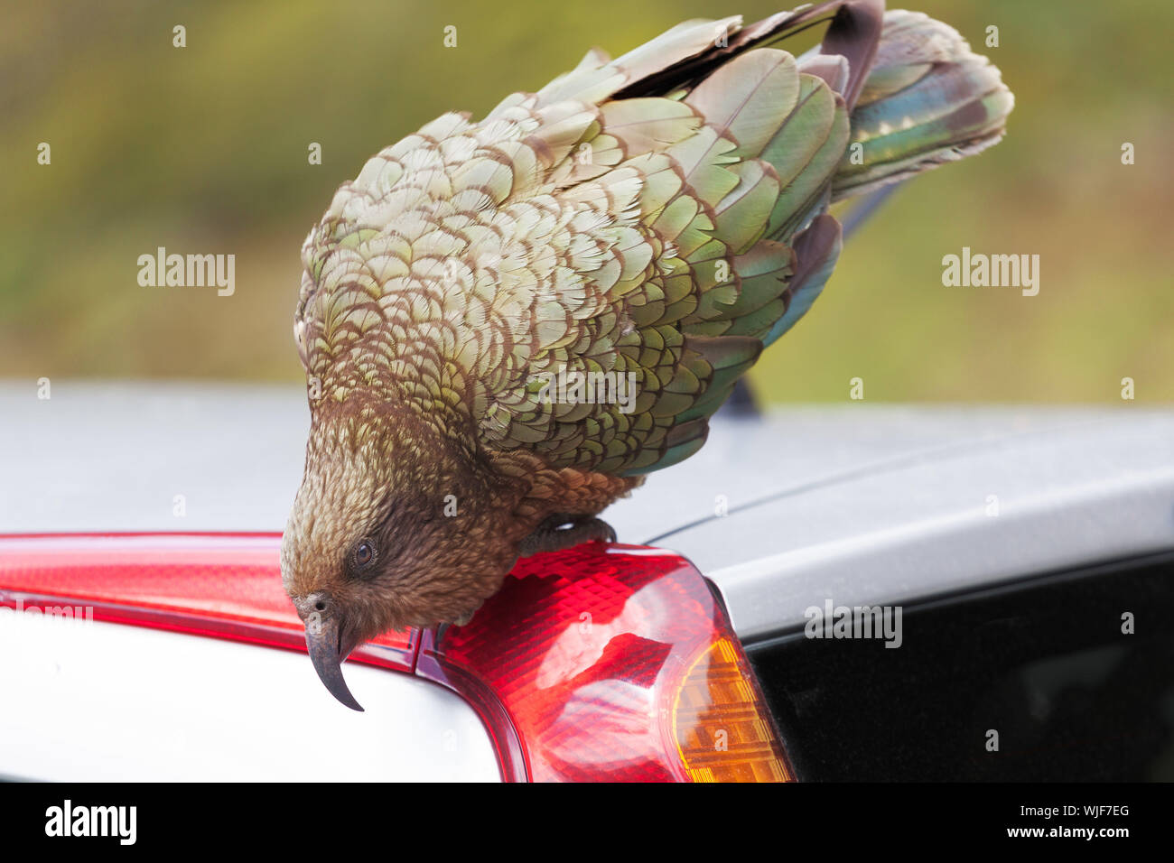 Foreground roof hi-res stock photography and images - Alamy