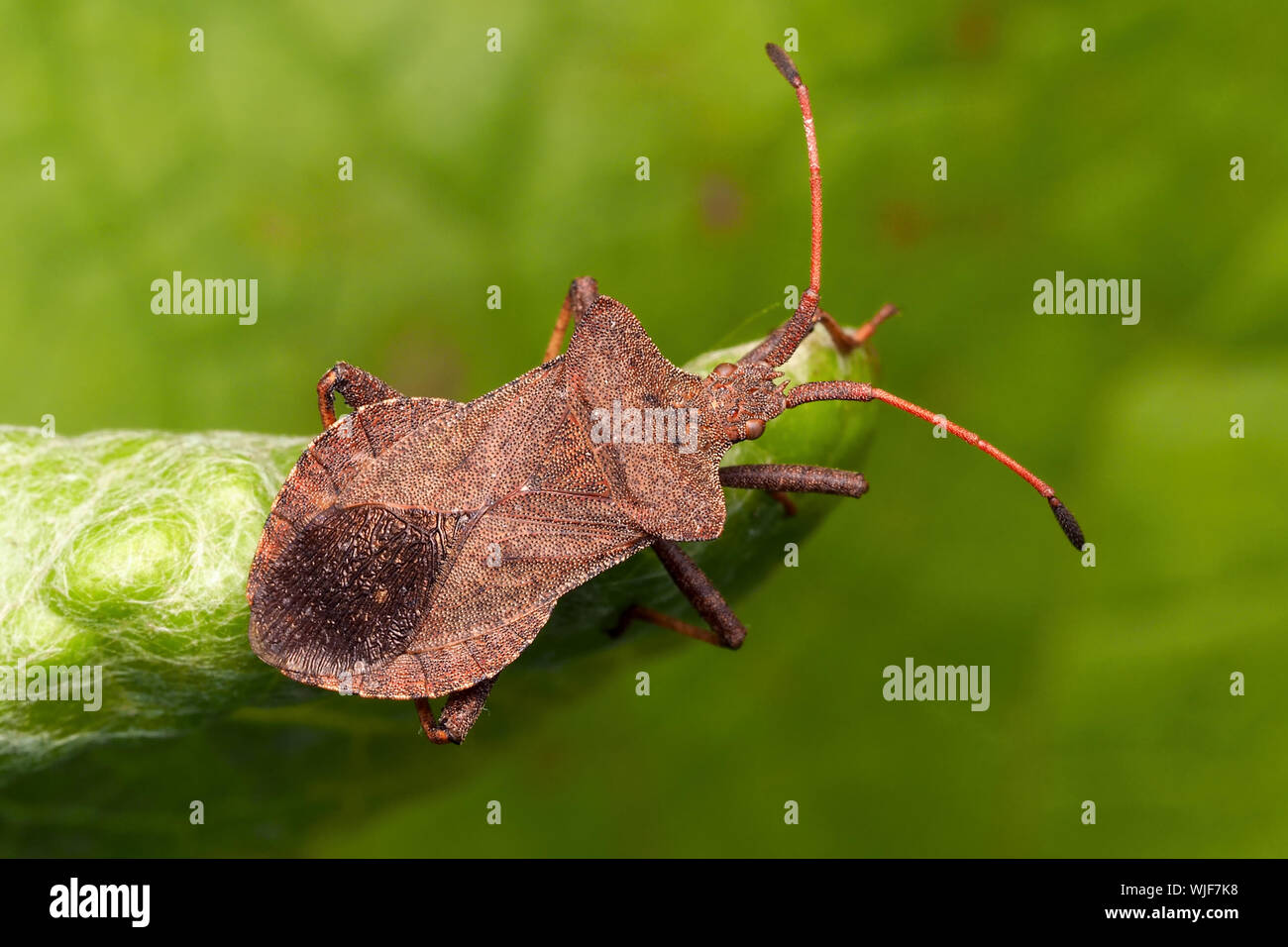 Coreidae bug hi-res stock photography and images - Alamy