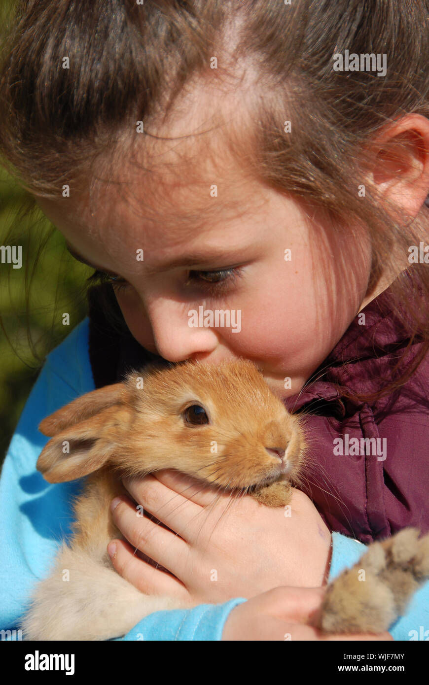 little girl kissing her young brown bunny. focus on the rabbit Stock ...