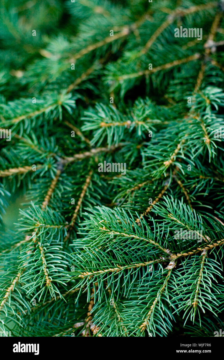 pine tree background Stock Photo - Alamy