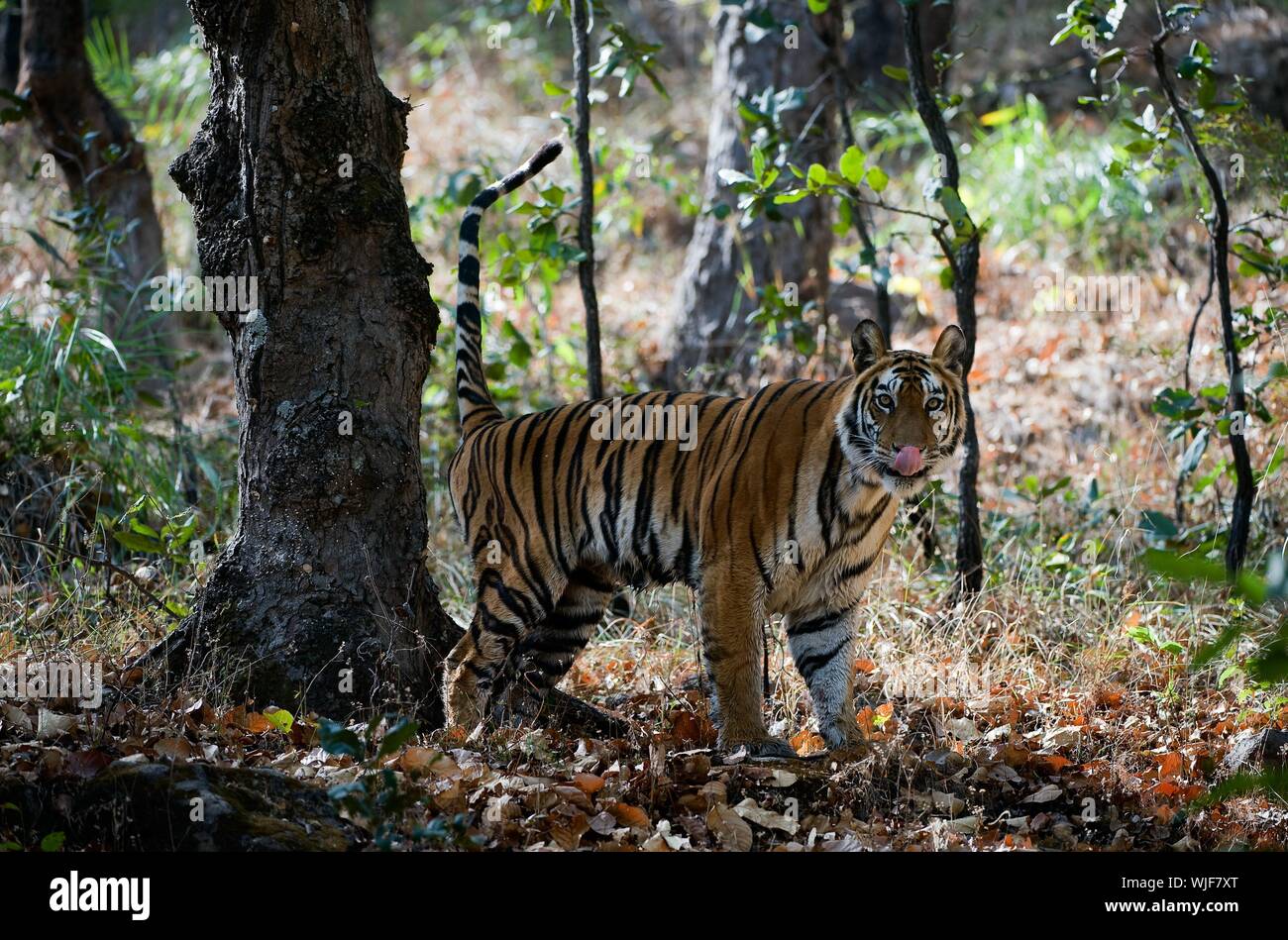 The tigress marks the territory splashing on a tree Stock Photo - Alamy