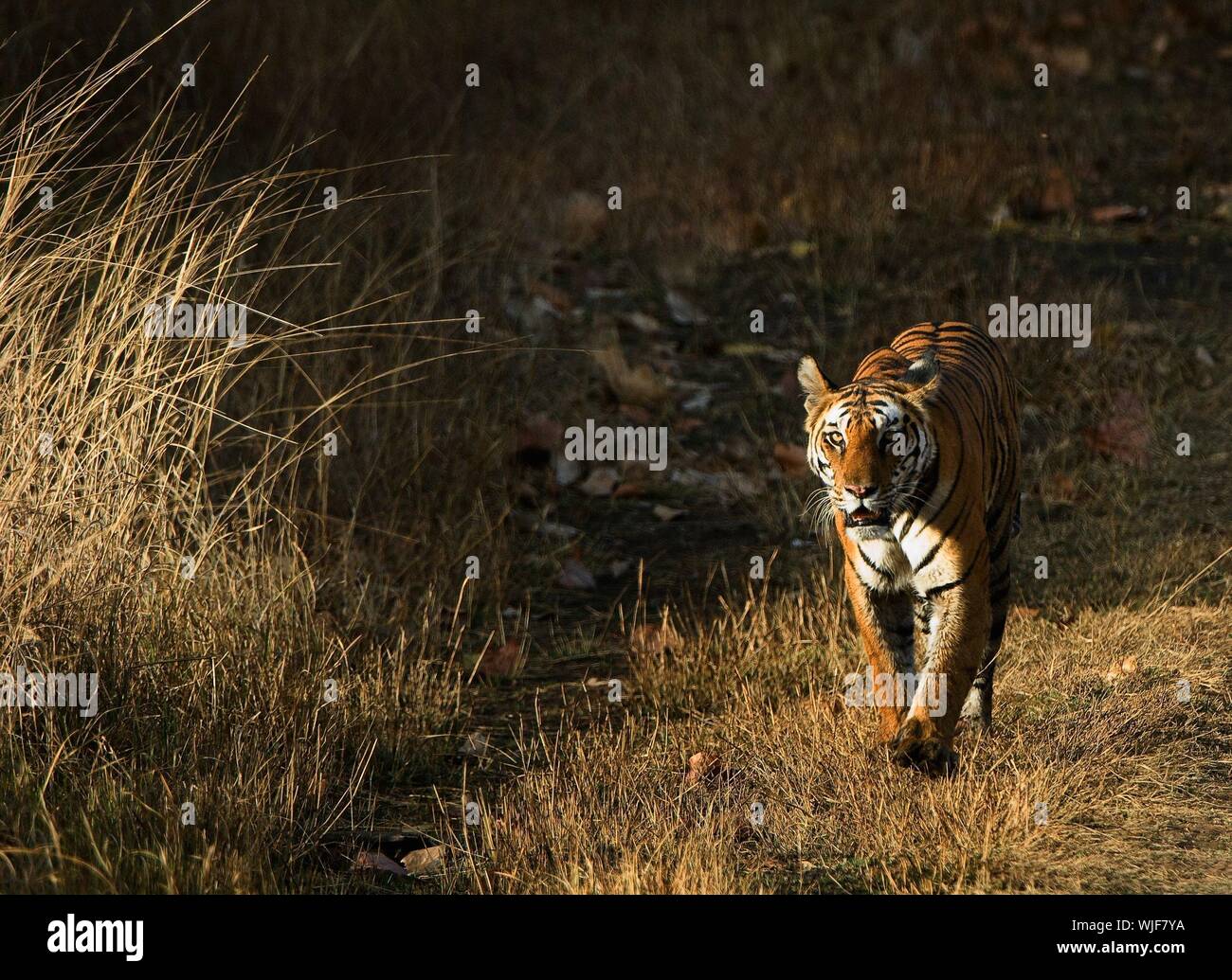 The tiger comes nearer and goes directly to us Stock Photo - Alamy