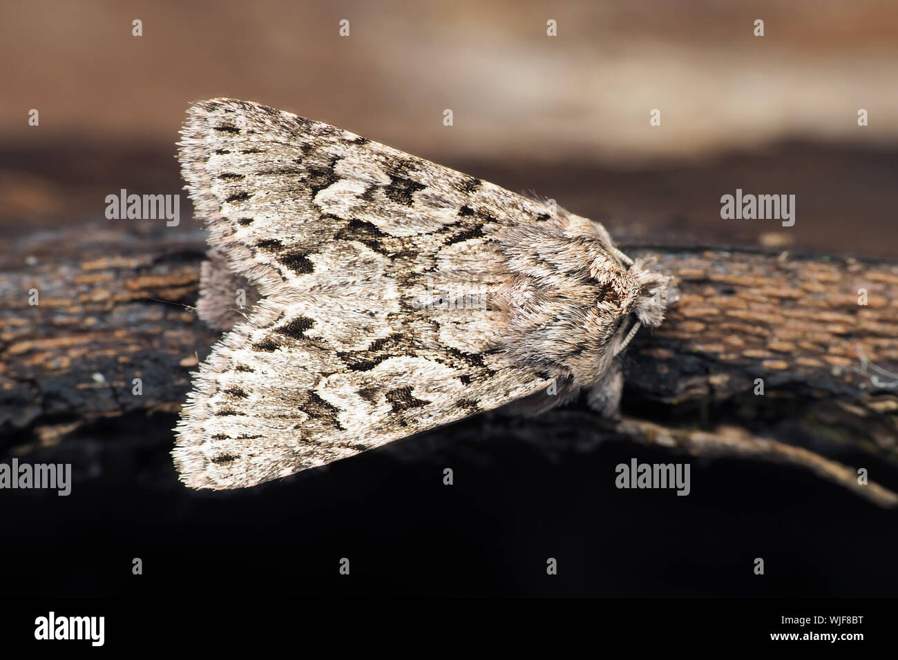 Areola hi-res stock photography and images - Alamy