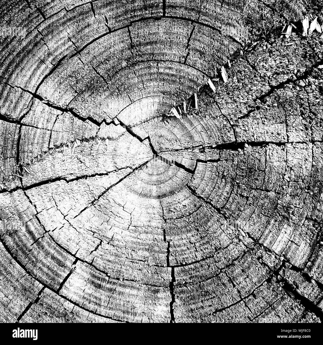 Tree rings showing growth pattern hi-res stock photography and images ...