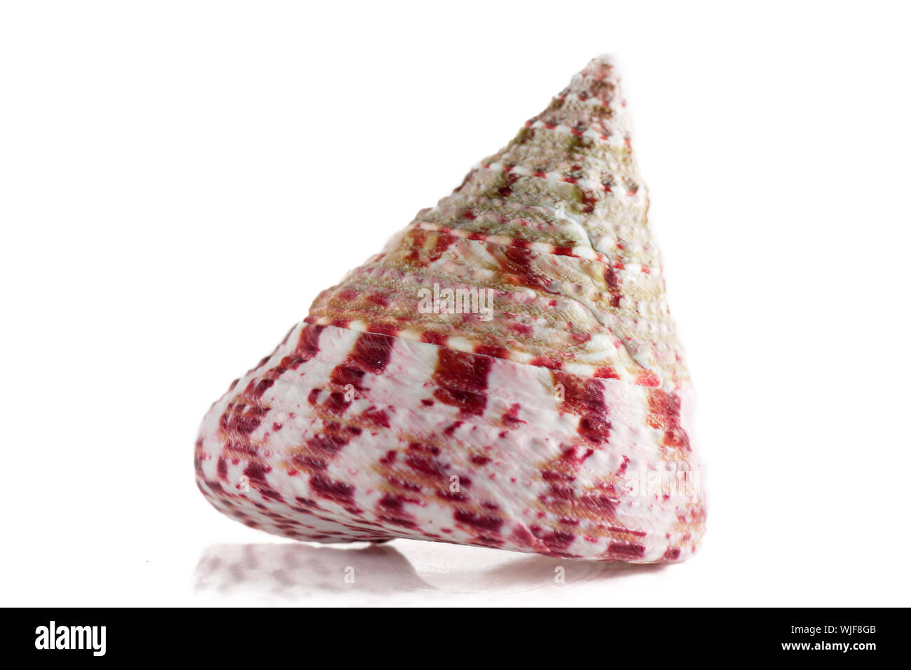 Sea shell isolated over hi-res stock photography and images - Alamy