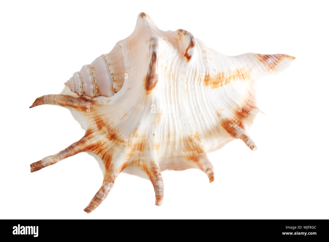 Sea shell isolated over white. Shallow depth of field Stock Photo - Alamy