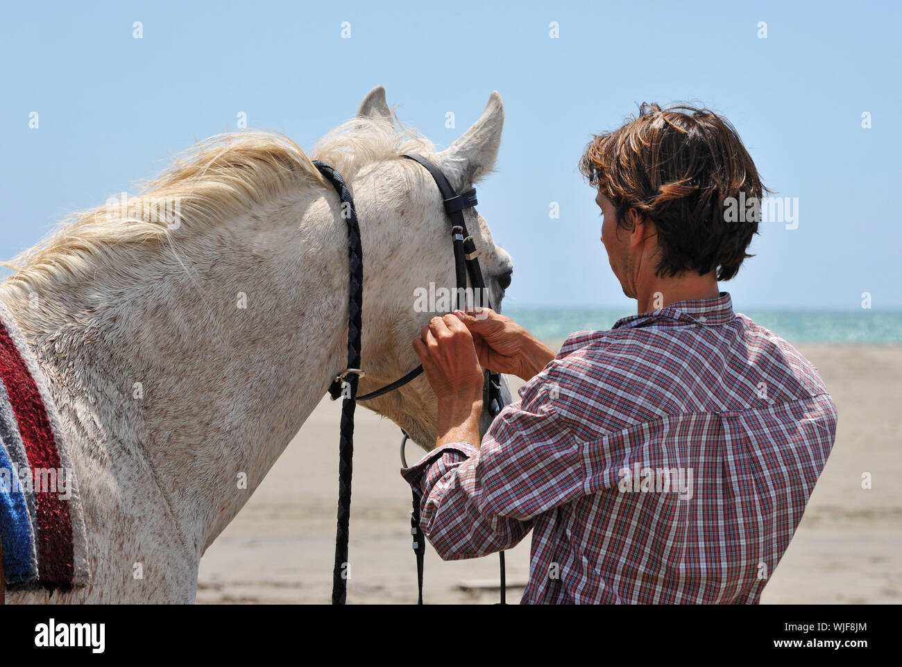 man making a bridle to his horse on a beach Stock Photo - Alamy