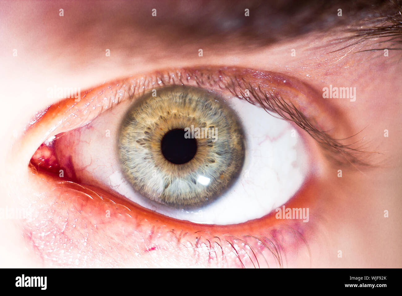 Gray iris hi-res stock photography and images - Alamy