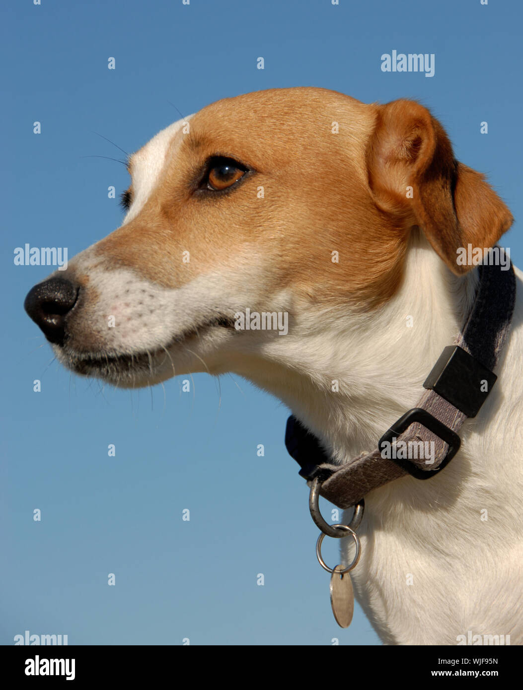 portrait of a beautiful little purebred jack russel terrier Stock Photo ...