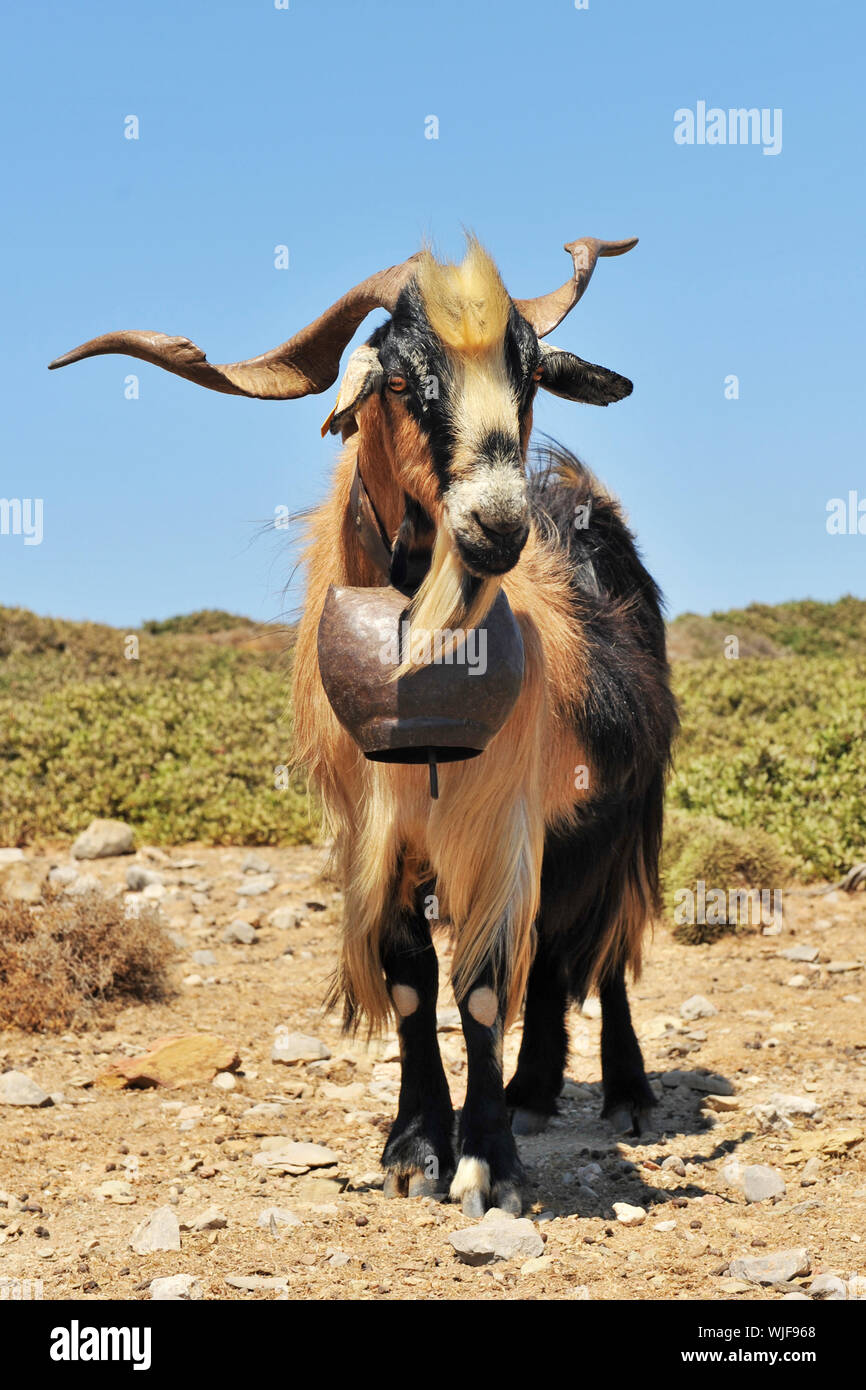 beautiful goatee with big bell in a blue sky and goats Stock Photo - Alamy