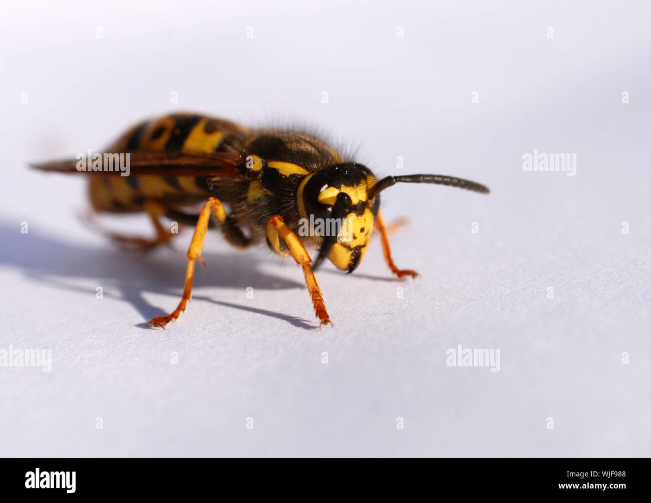 Beautiful wildife hi-res stock photography and images - Alamy