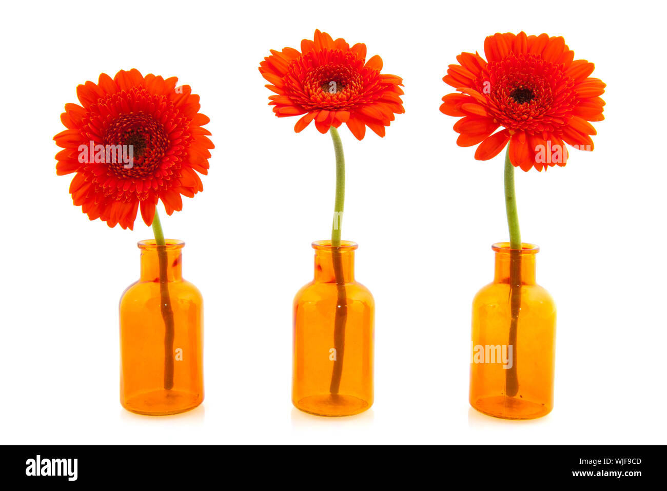 Gerber flowers in glass Cut Out Stock Images & Pictures - Alamy