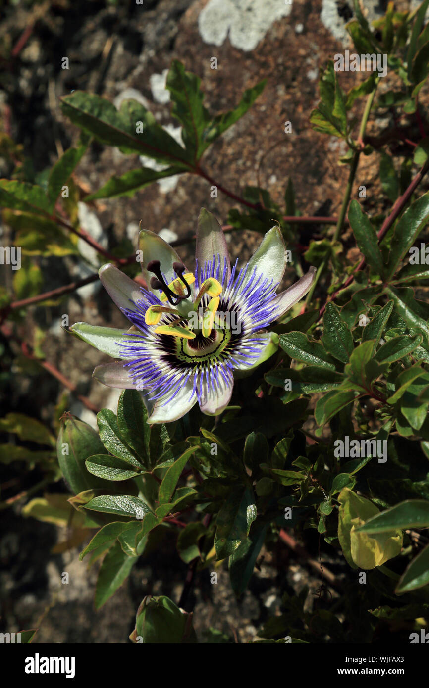 Passion flower (passiflora) growing against wall on Ile Aux Moines ...