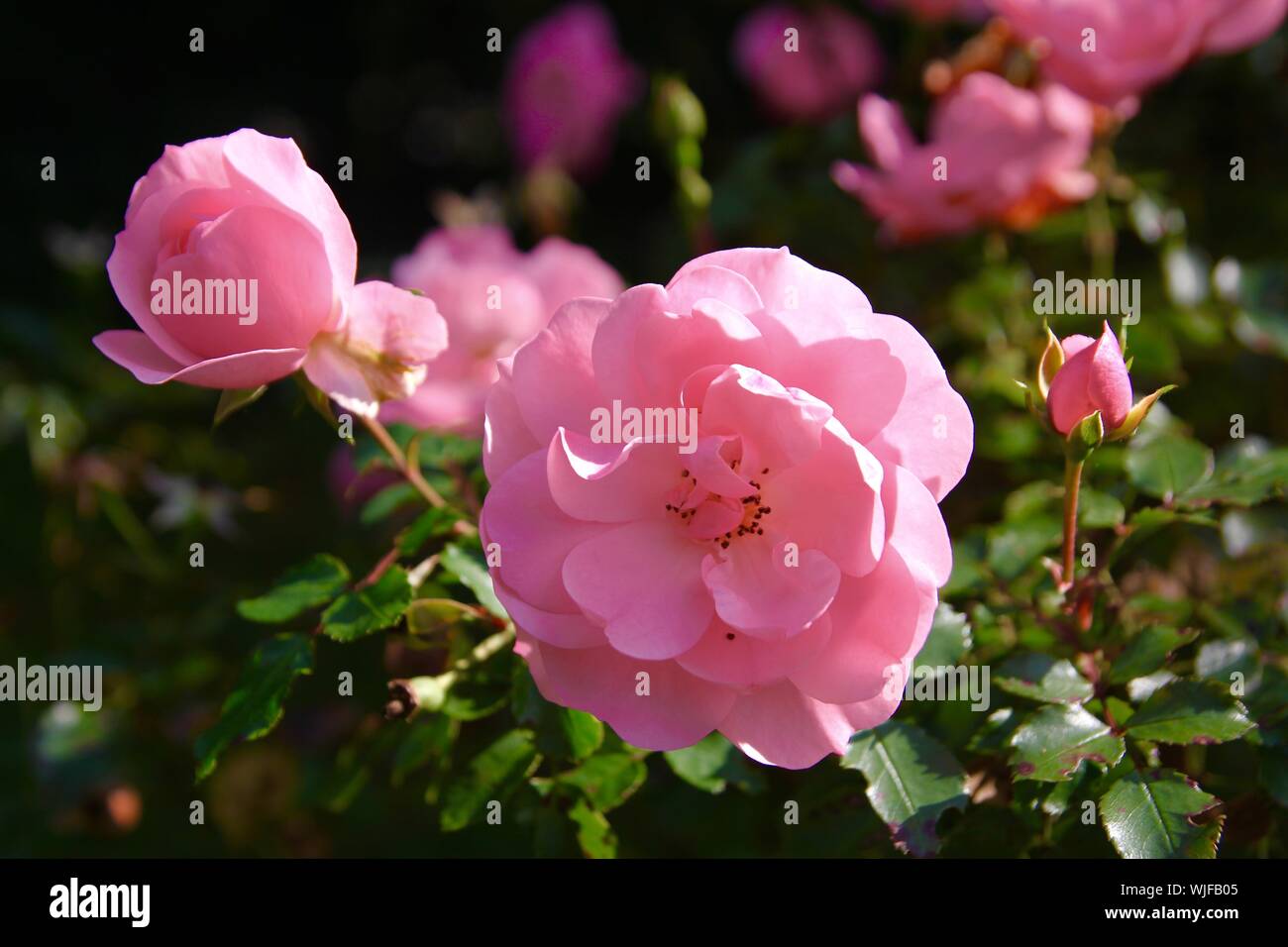 Roses and flowers High Resolution Stock Photography and Images - Alamy