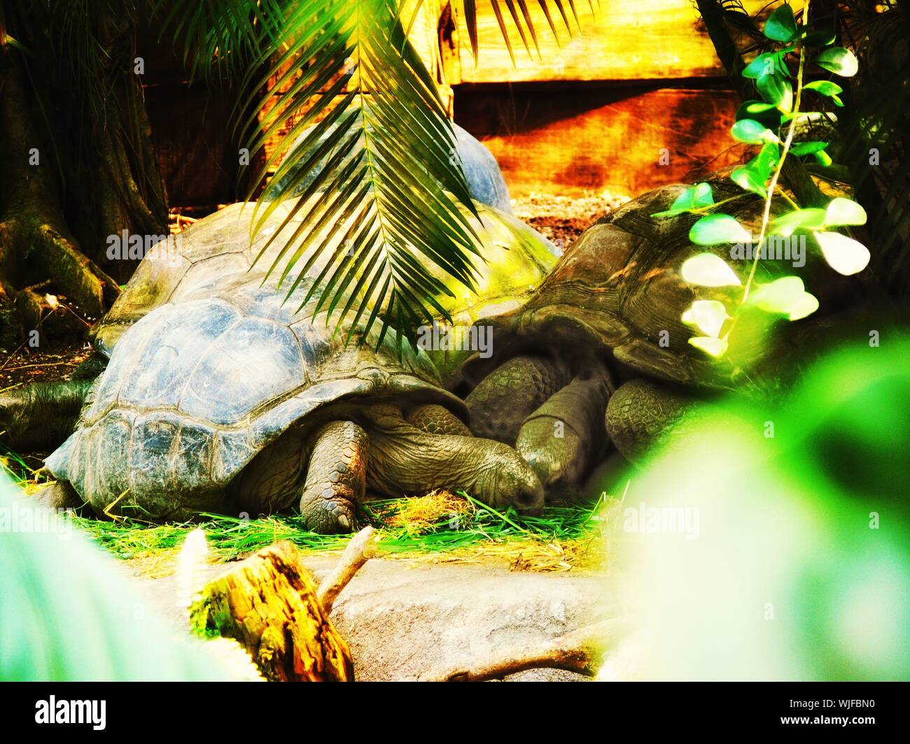 Three tortoises hi-res stock photography and images - Alamy