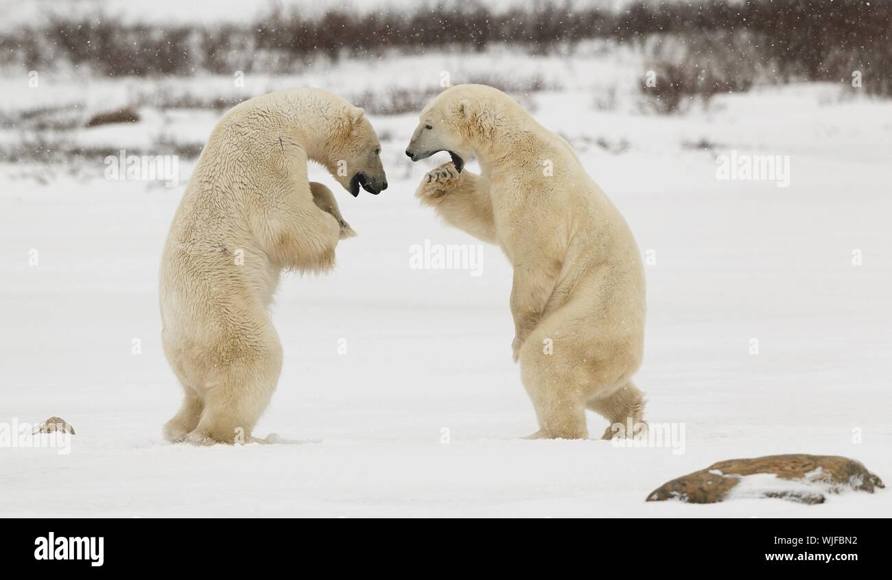 Sparing polar bears.Two polar bears play fighting. Polar bears fighting ...