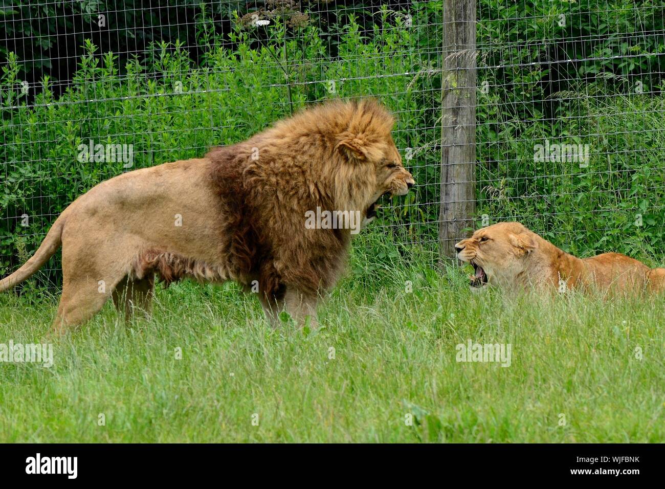 Two lions roaring hi-res stock photography and images - Alamy