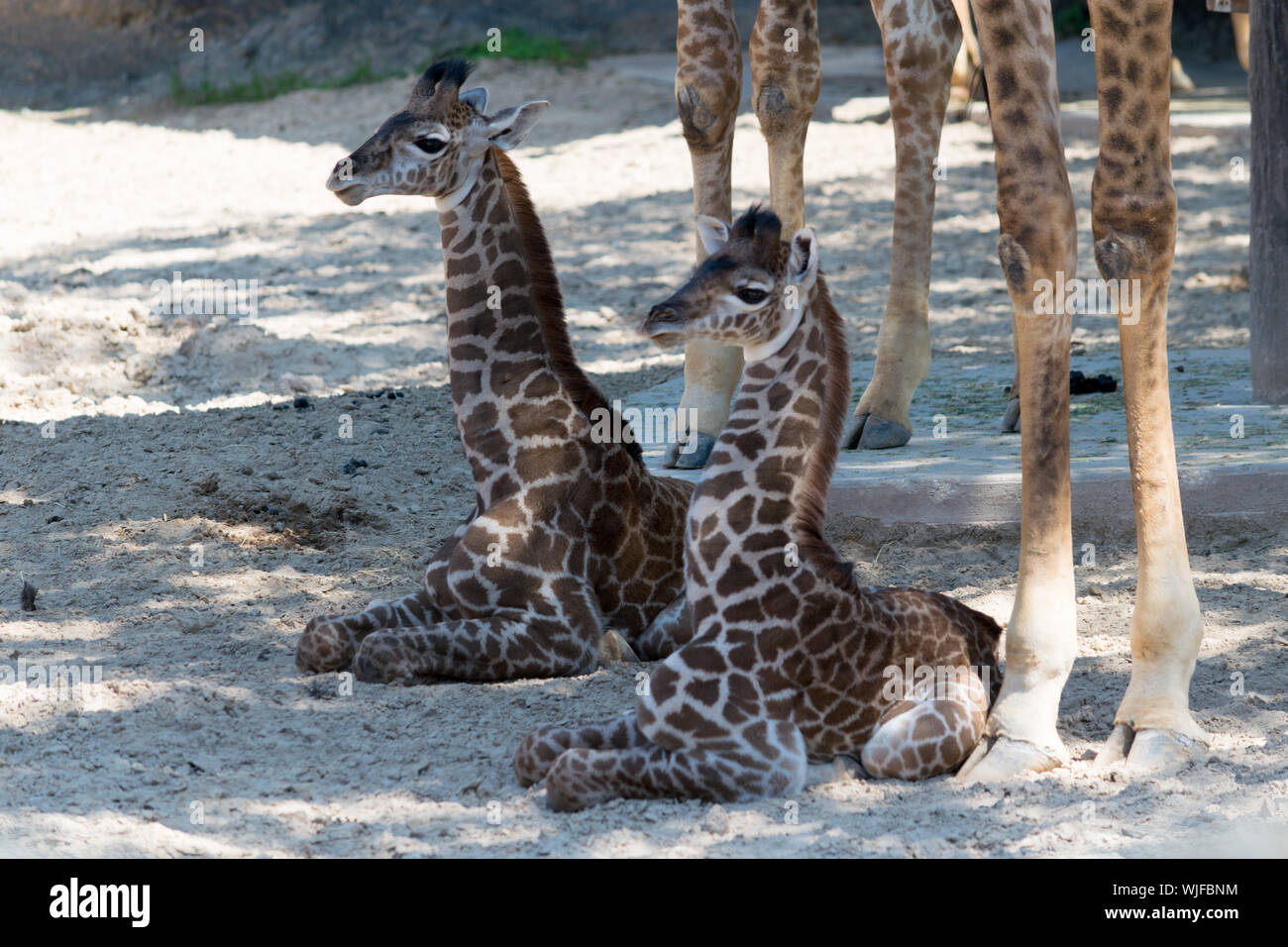 Giraffe land hi-res stock photography and images - Alamy