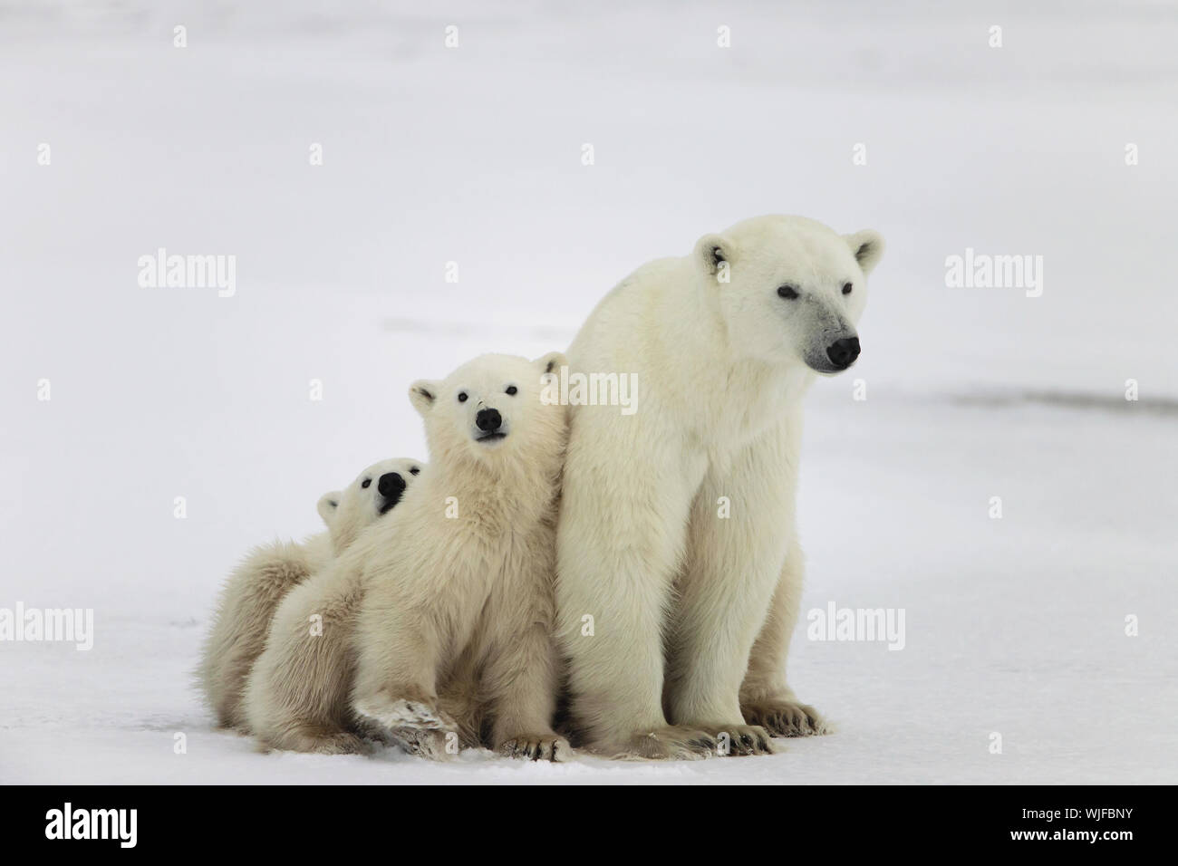 Polar she-bear with cubs. A Polar she-bear with two small bear cubs ...