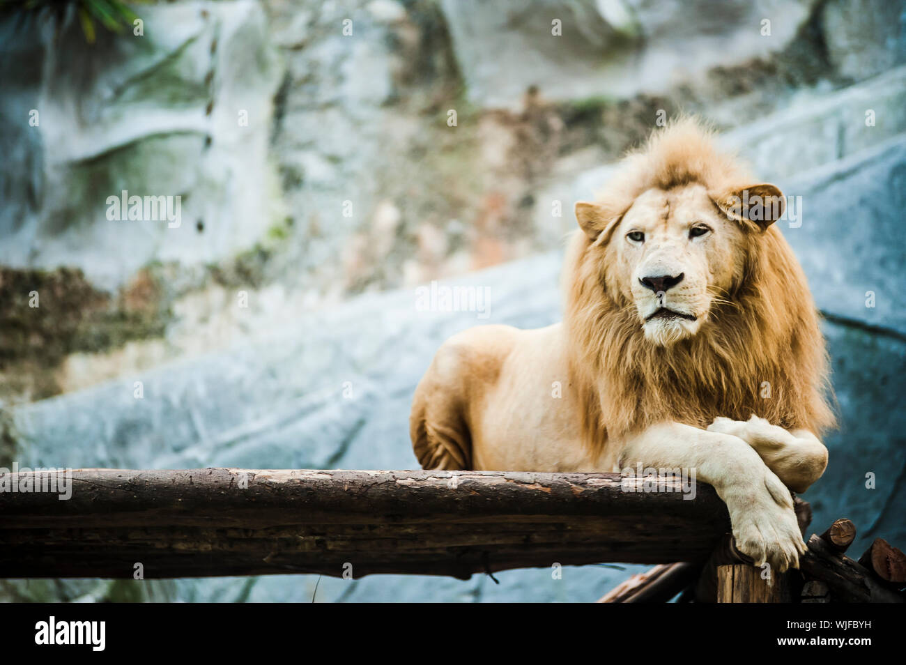 Lion den hi-res stock photography and images - Alamy