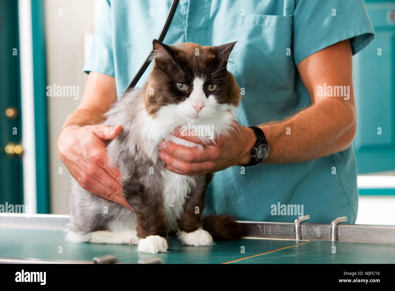 Cat Check Up Stock Photo Alamy cat-check-up-stock-photo-alamy
