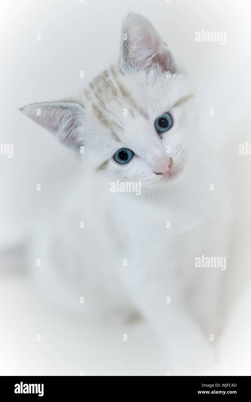 Curious white cat on a white background Stock Photo - Alamy