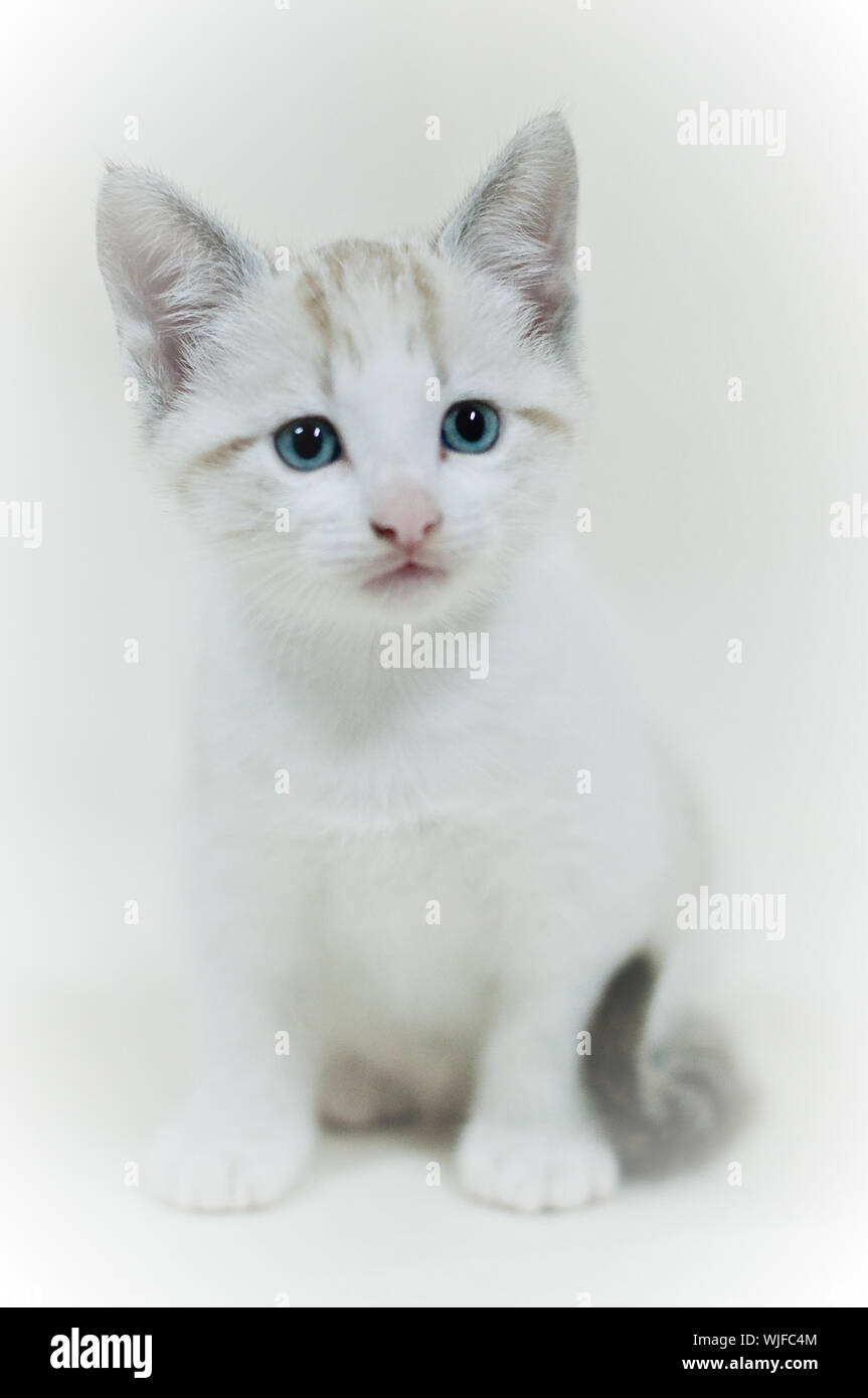 Cute baby white cat on a white background Stock Photo - Alamy