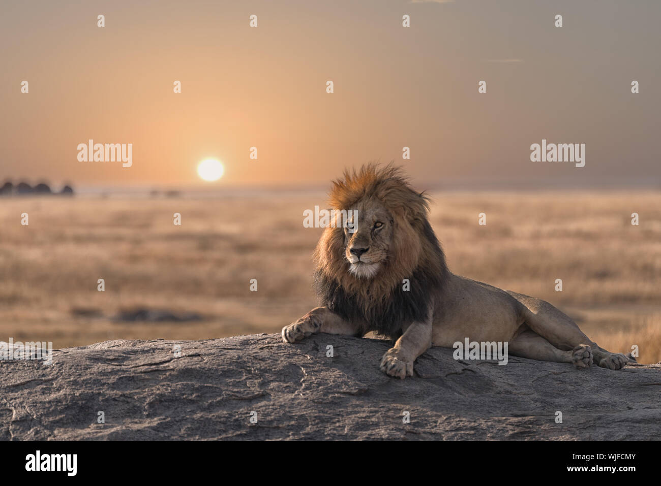 Tanzania lion sunset hi-res stock photography and images - Alamy