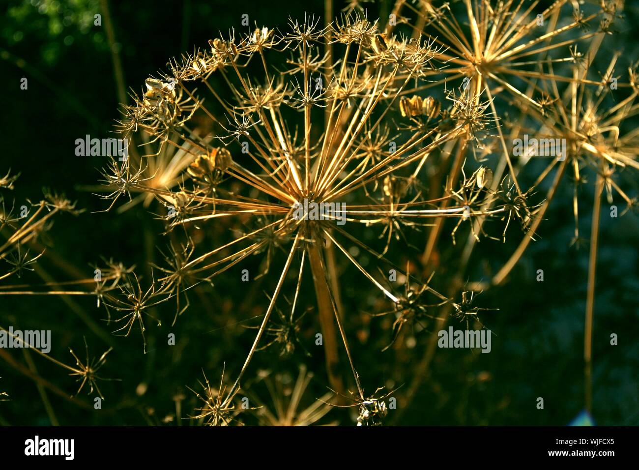 Laserpitium hi-res stock photography and images - Alamy