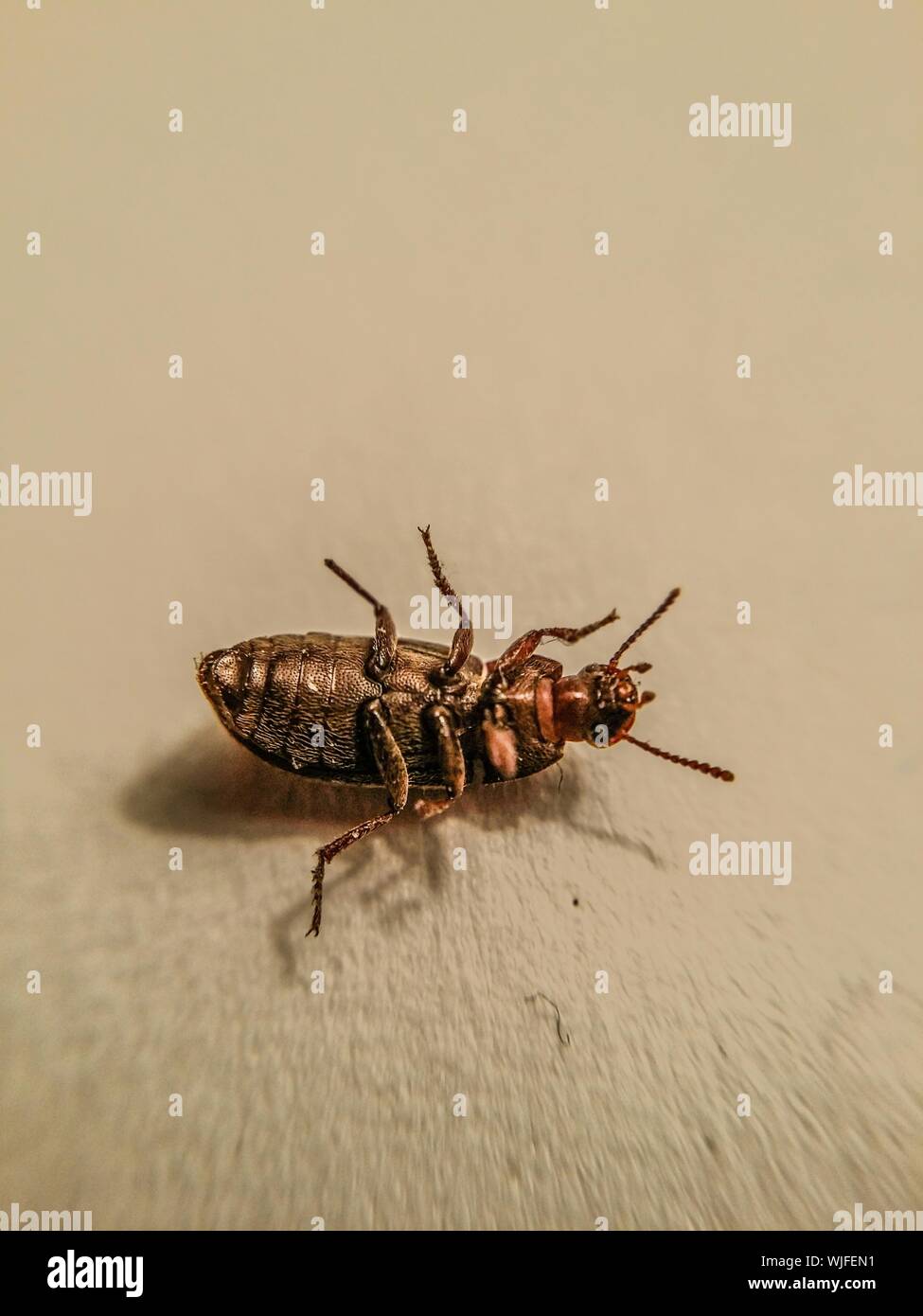 Cockroach dead cockroach hi-res stock photography and images - Alamy