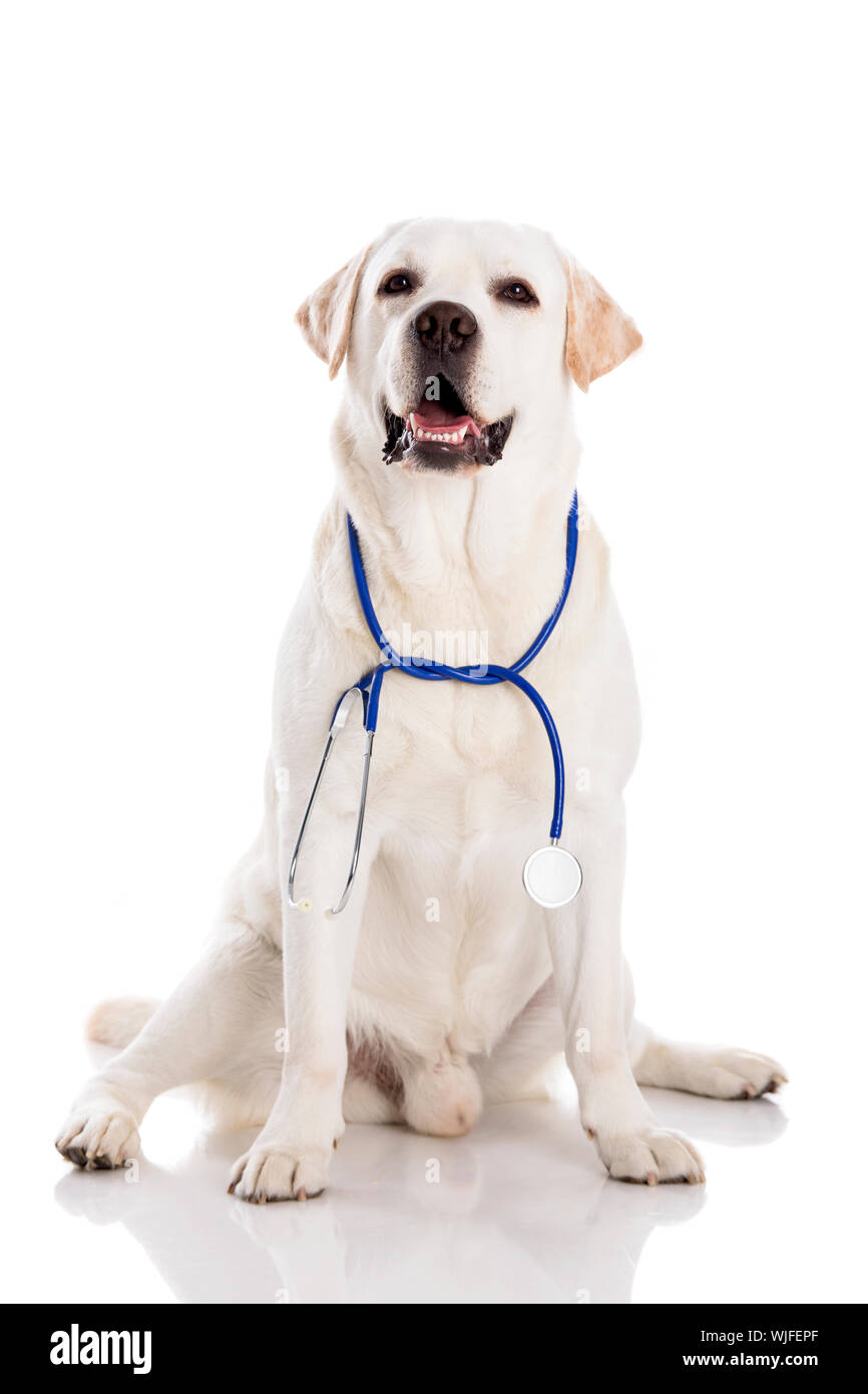 Beautiful labrador retriever with a stethoscope on his neck, isolated ...
