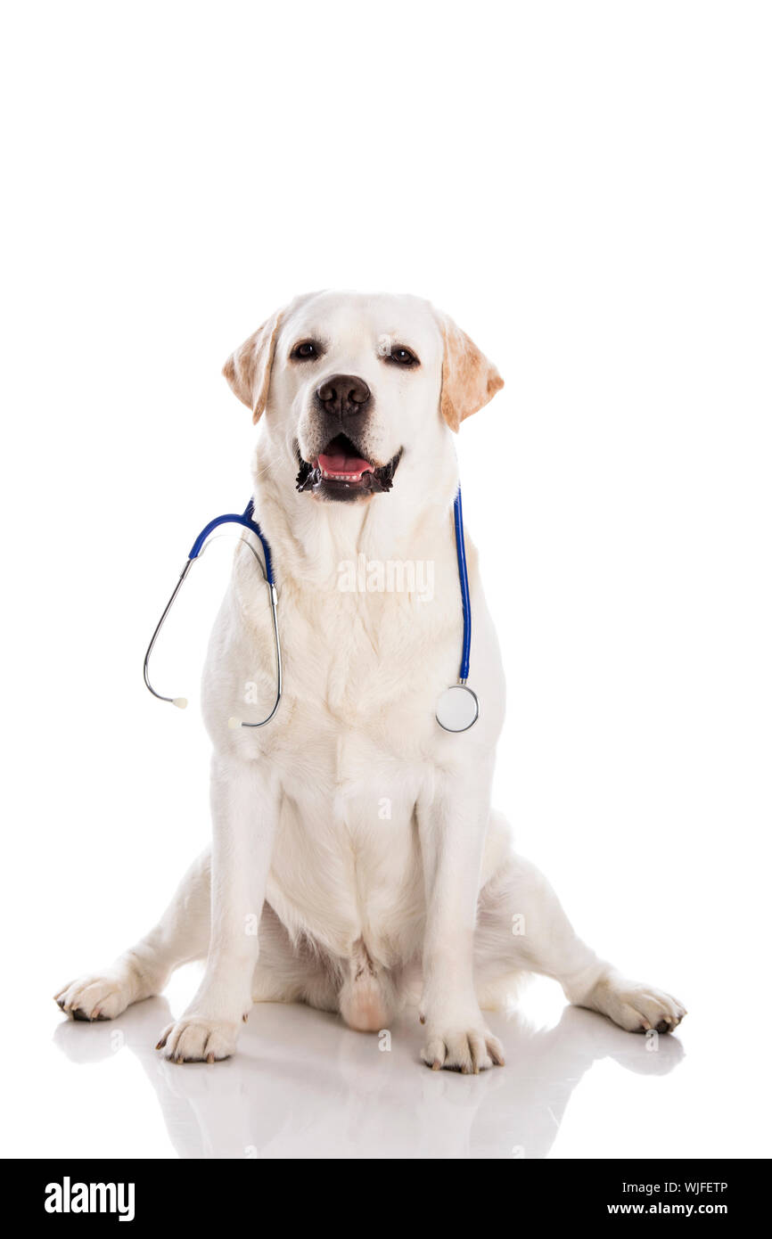 Beautiful labrador retriever with a stethoscope on his neck, isolated ...