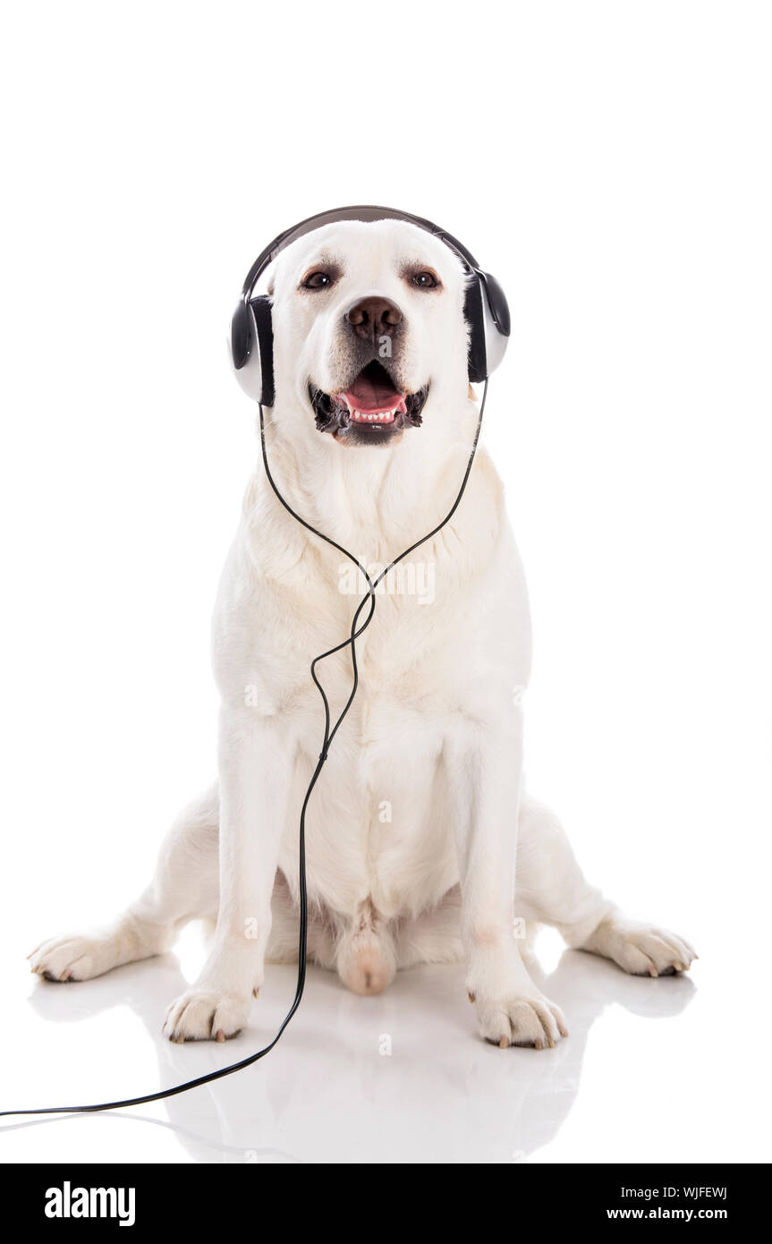 Dog listening music with headphone hi-res stock photography and images ...