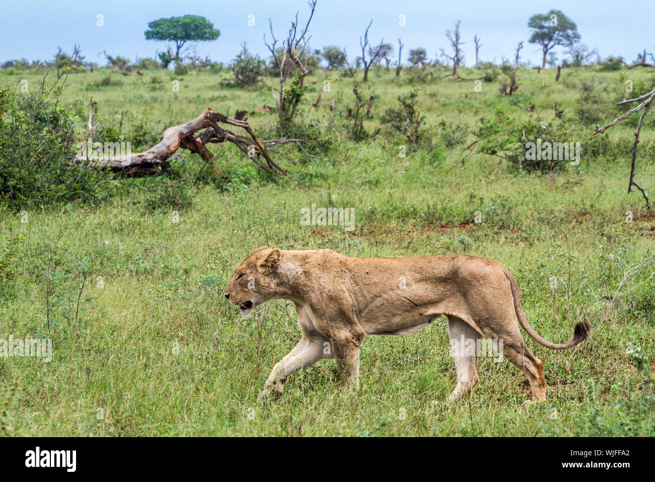 Lioness walking side view hi-res stock photography and images - Alamy