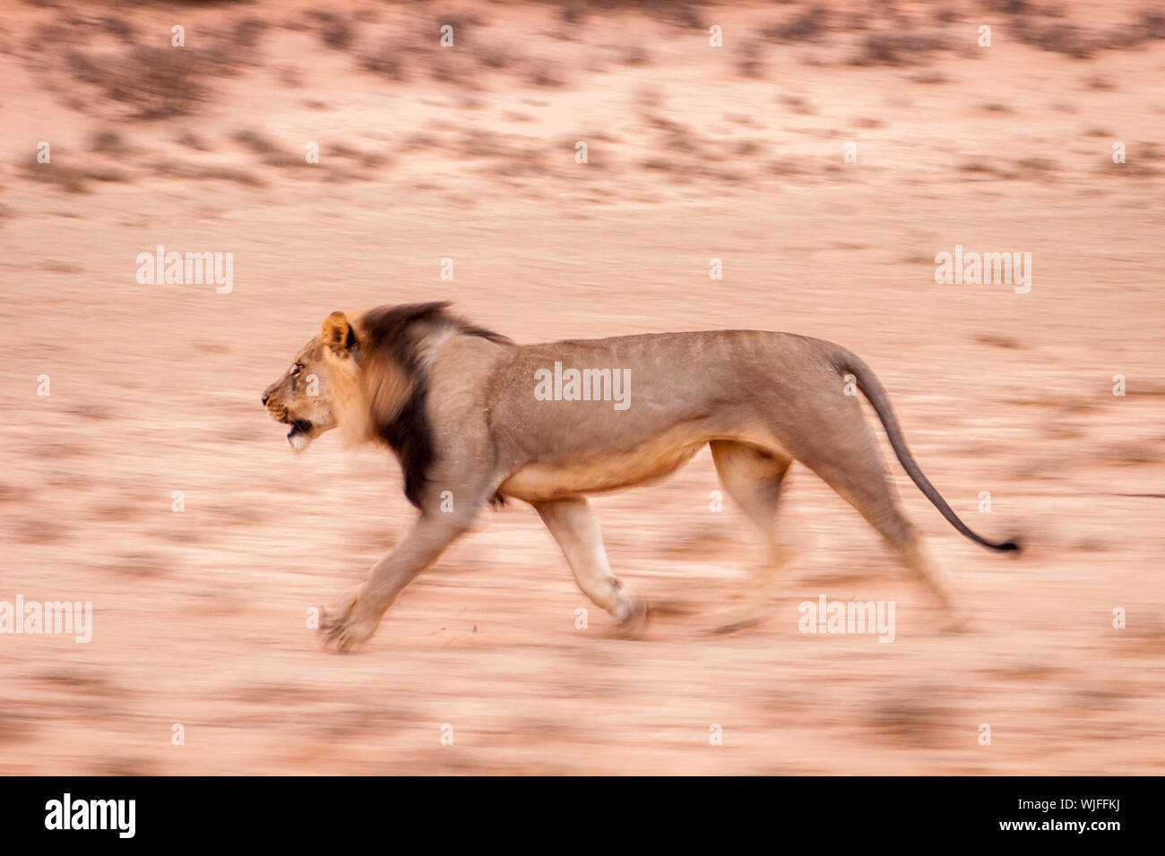 Side view lion hi-res stock photography and images - Alamy