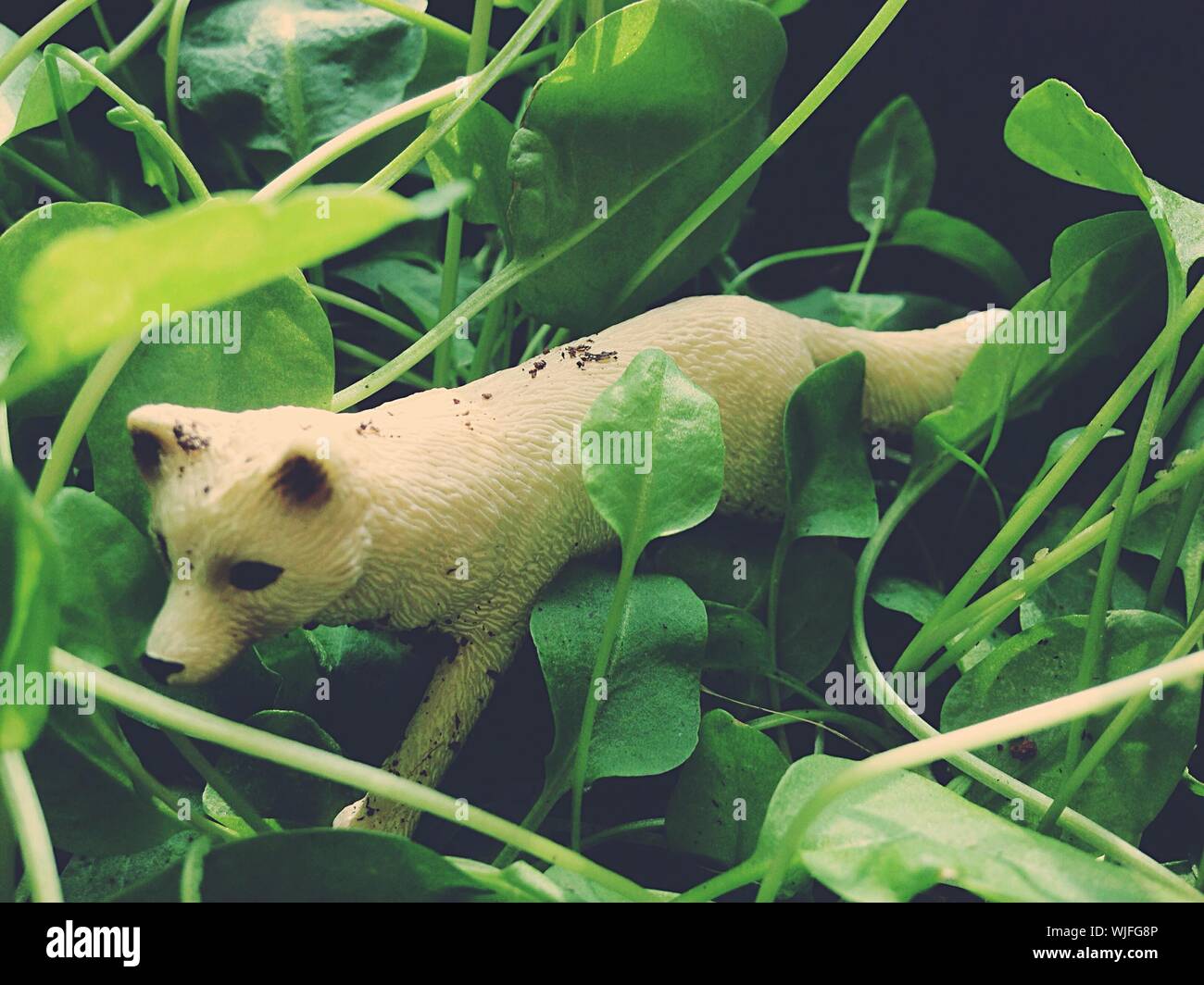 Plastic fox hi-res stock photography and images - Alamy