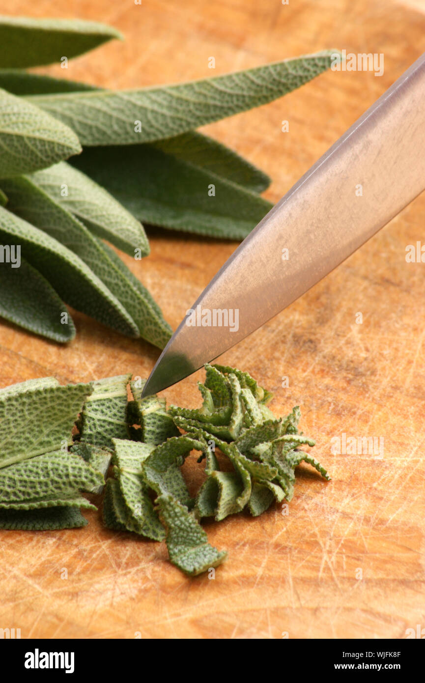 organic sage, ideal as spice for every kitchen Stock Photo - Alamy