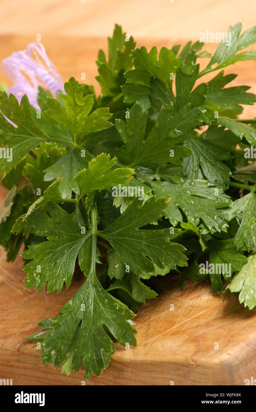 organic parsley, ideal as spice for every kitchen Stock Photo - Alamy