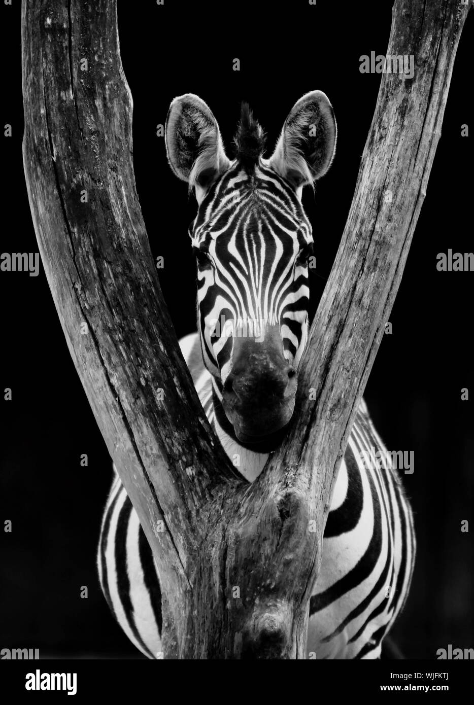 V shaped tree trunk hi-res stock photography and images - Alamy