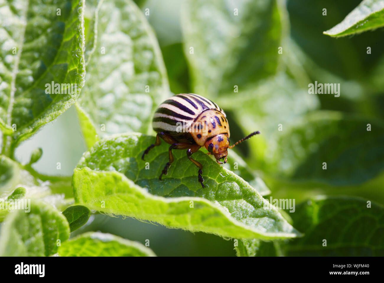 The Colorado bug is photographed on potato leaves Stock Photo - Alamy